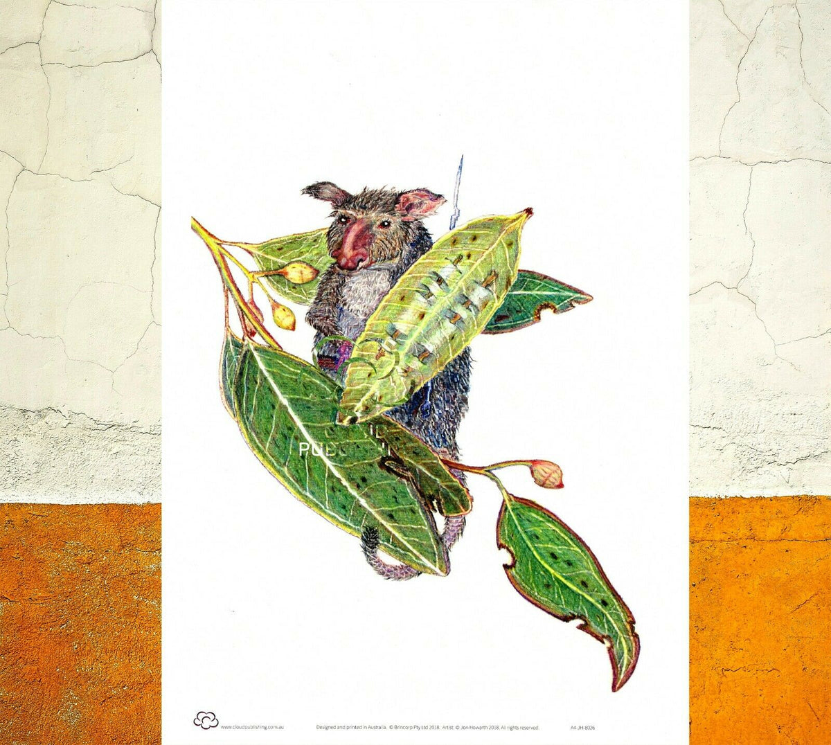 Possum in Gum Leaves Wall Art A4 unframed print by artist John Howarth ...
